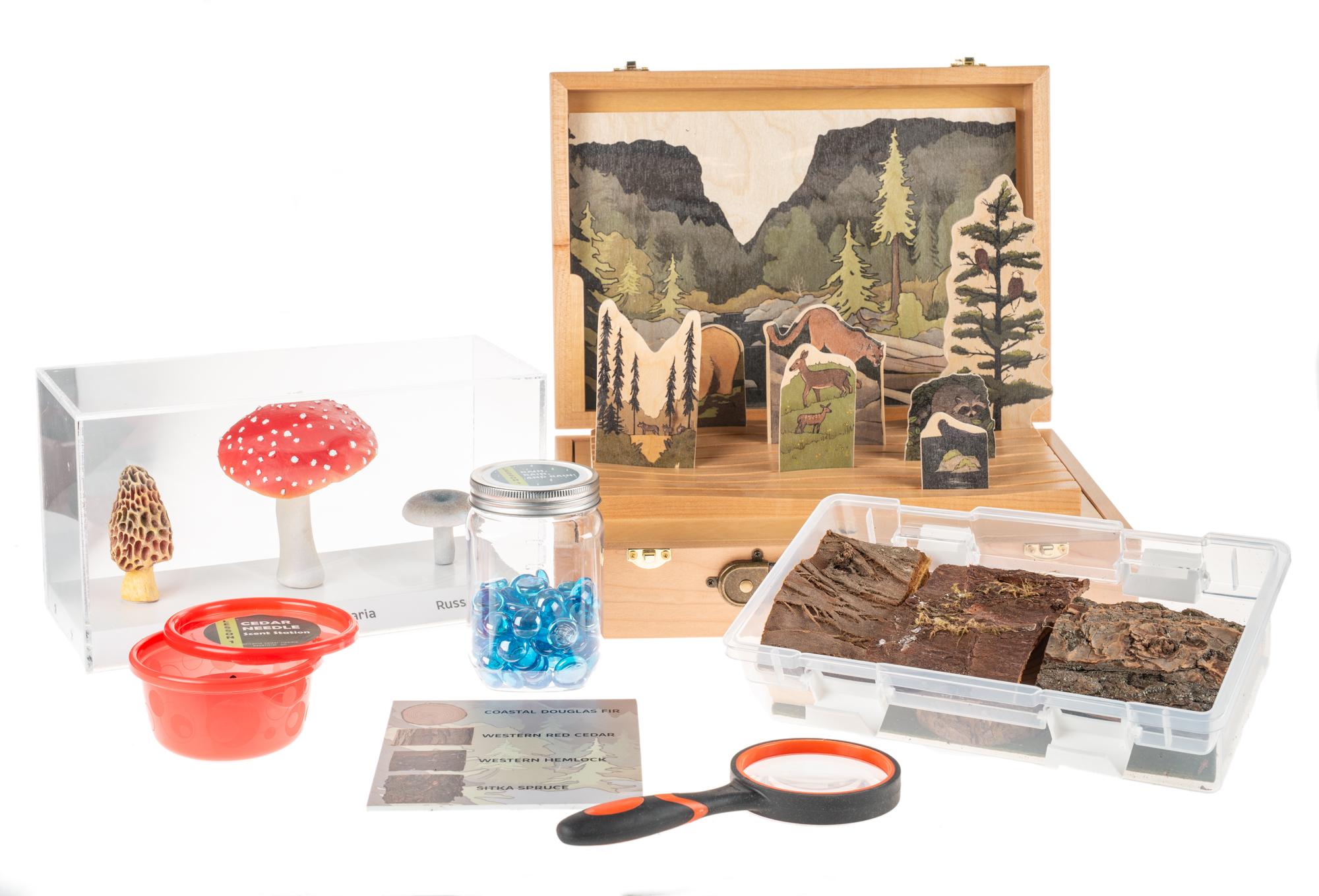 Activity Plans - Great Bear Rainforest | Education and Awareness Trust